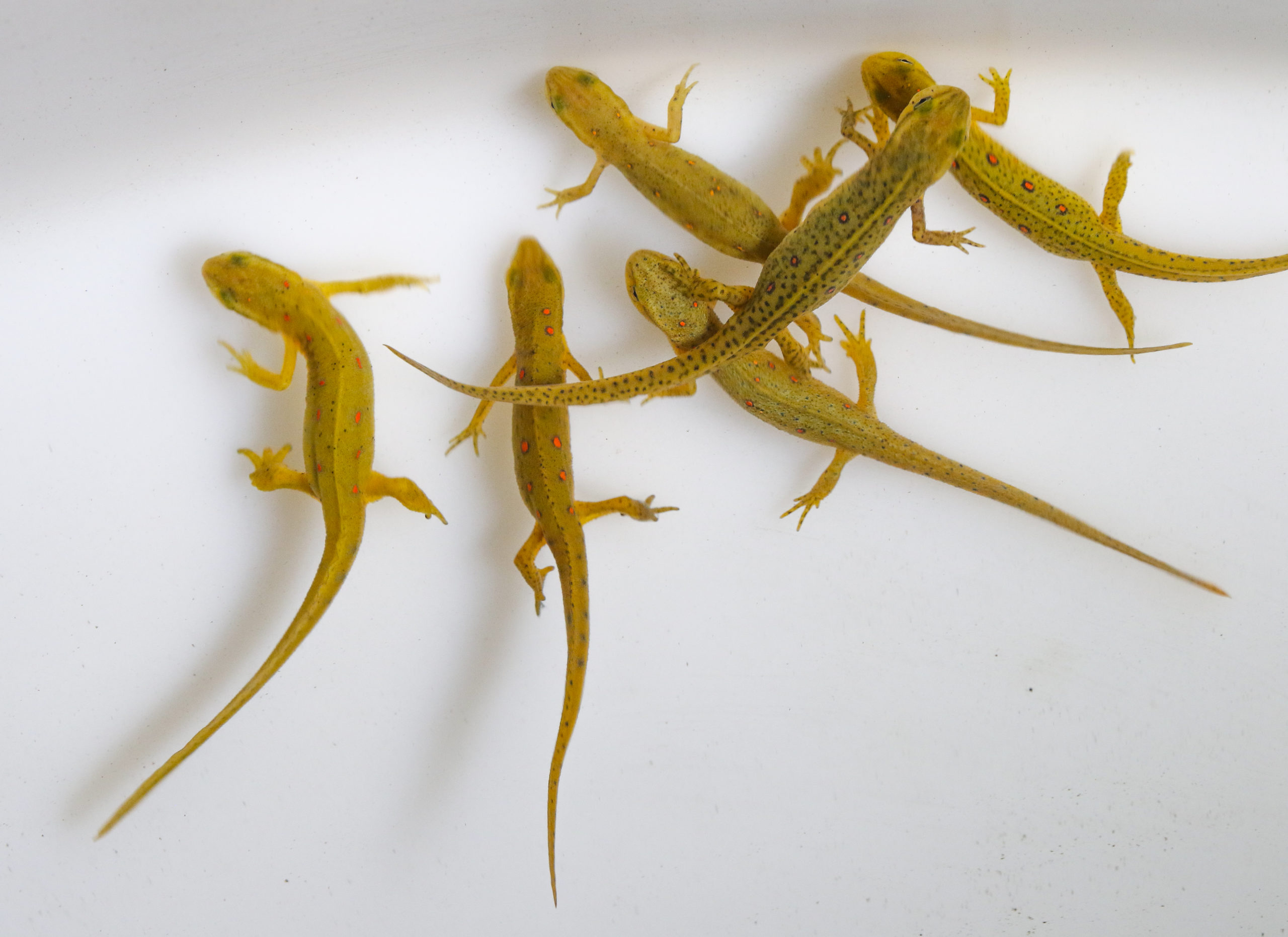 New Information about the Transmission of the Amphibian Pathogen, Bsal ...