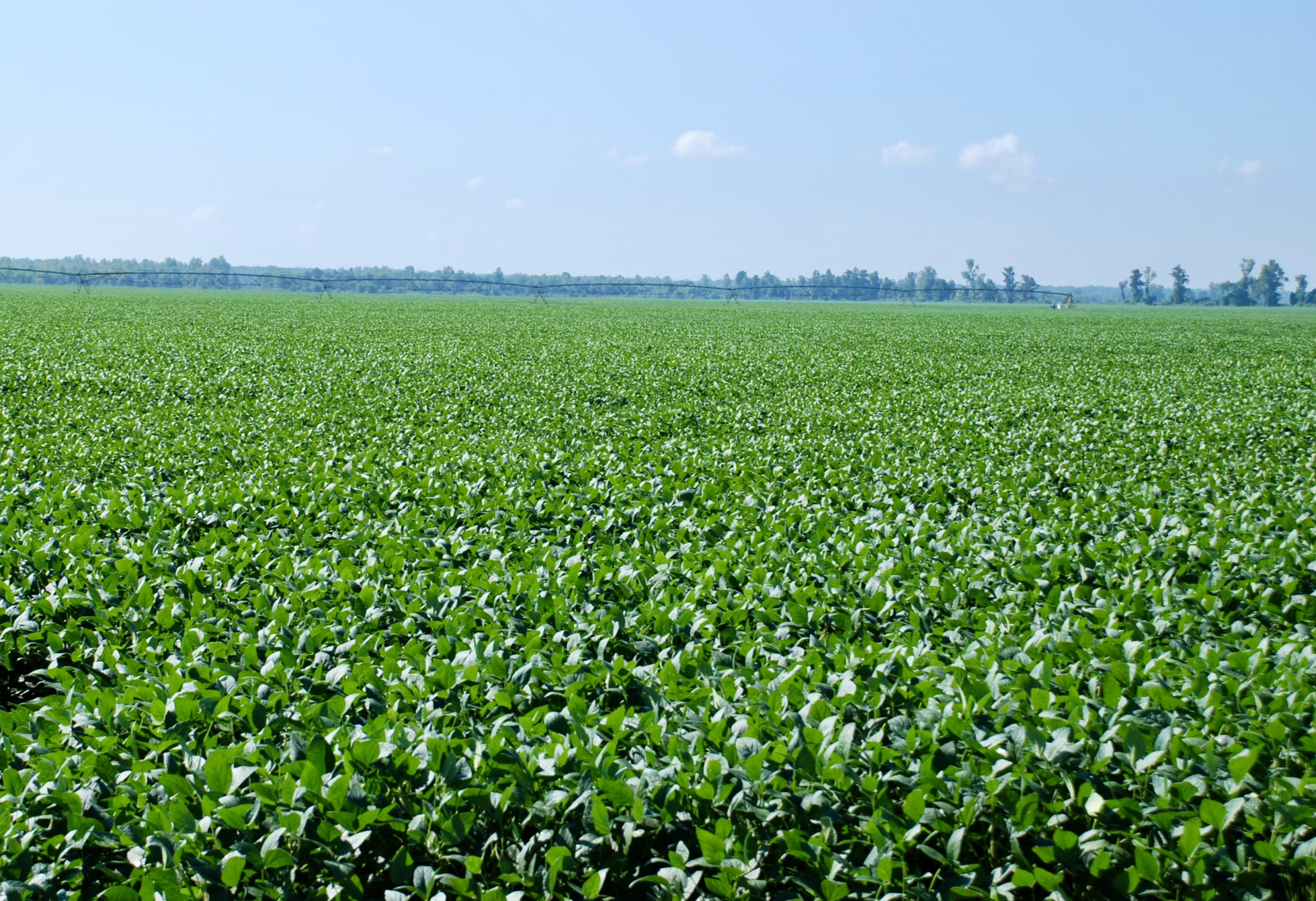 Tennessee Agricultural Sectors Taking a Hit from COVID-19 | Institute News