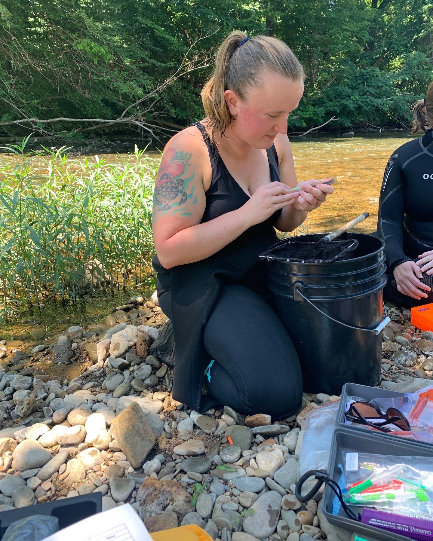 Step Outside: Investigating the Life History of the Laurel Dace through ...