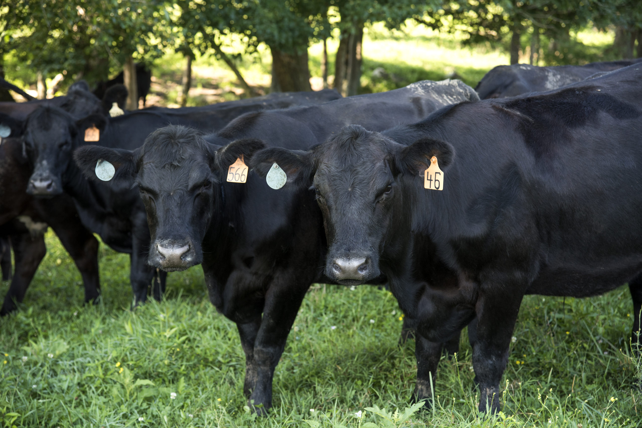 UT Extension to Conduct Southeast TN Beef Summit | Institute News
