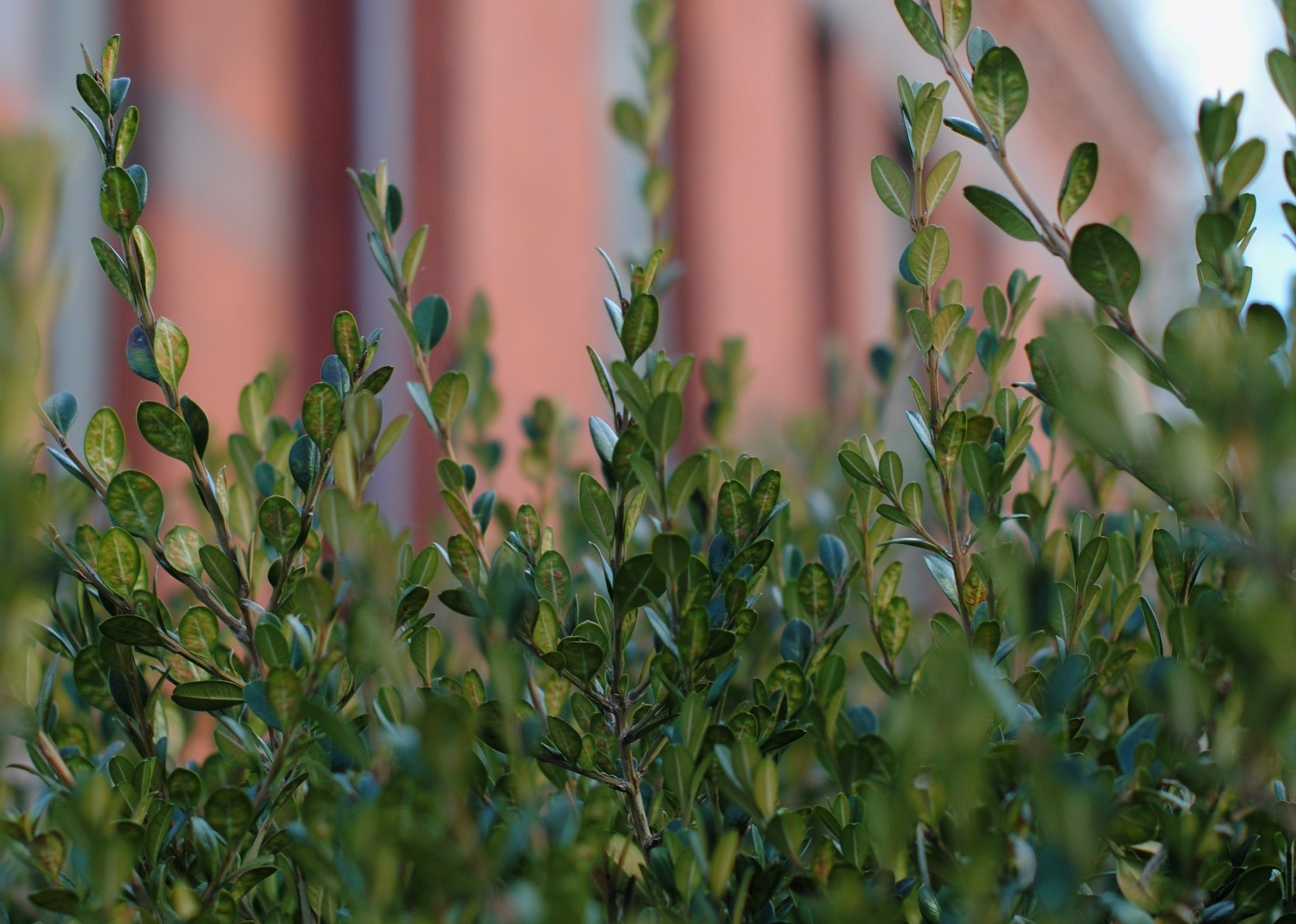 Save Your Boxwoods: Check Them for the Box Tree Moth! | Institute News