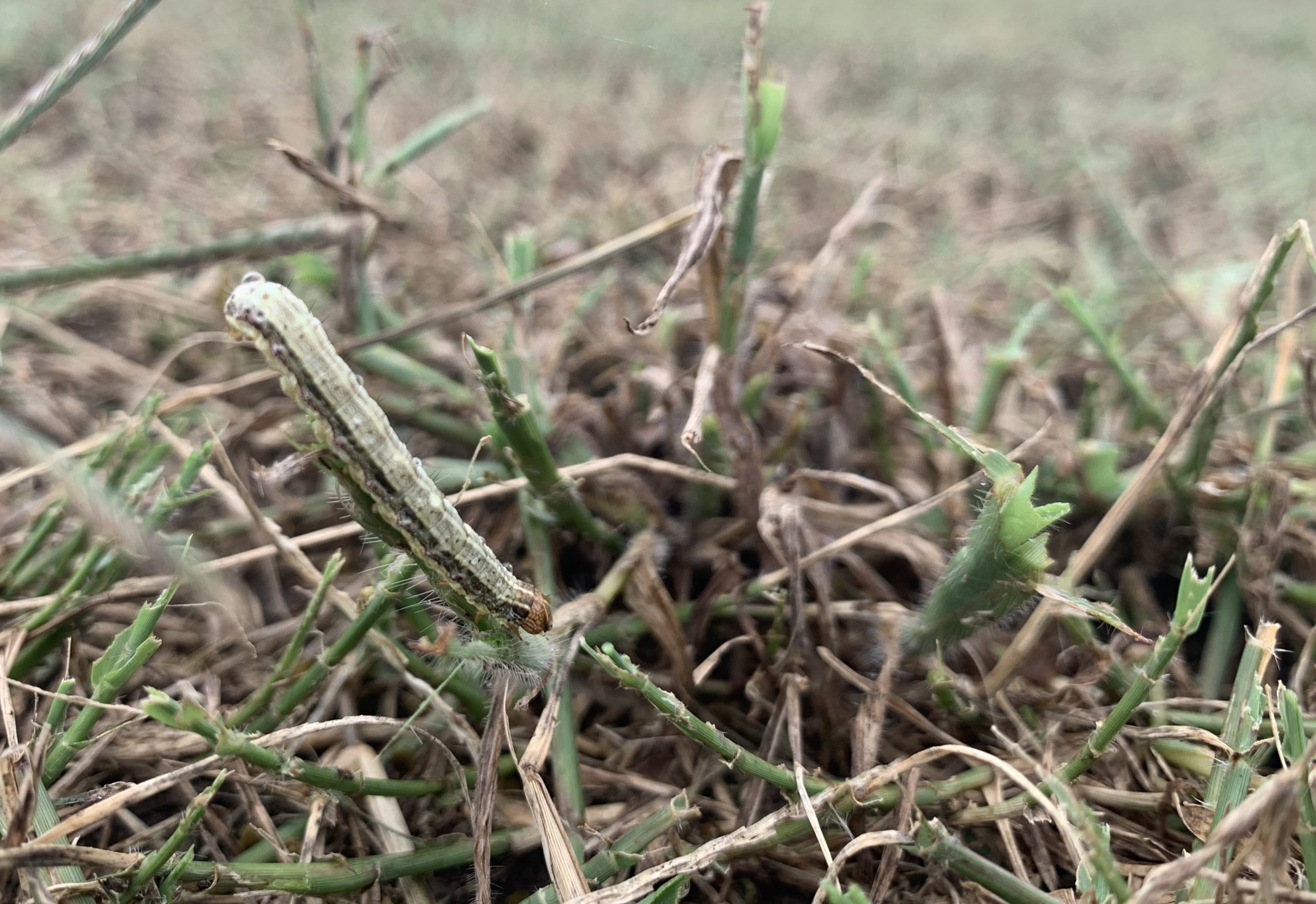 Are Fall Armyworms Invading Your Yard? | Institute News