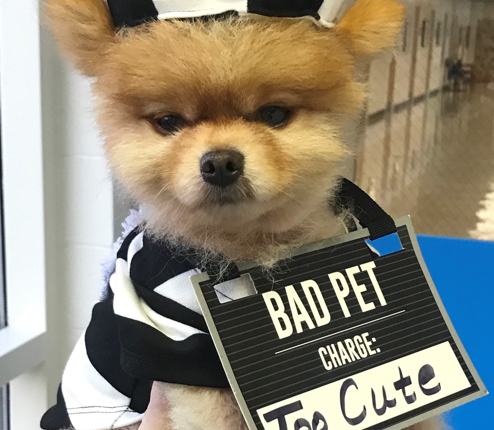 Howl-O-Ween at the UT Gardens | Institute News