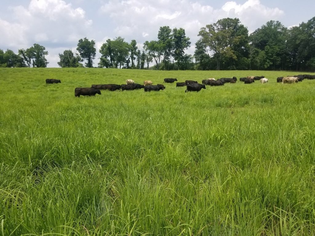 New Book Sets Standard for Managing Native Grass Forages | Institute News