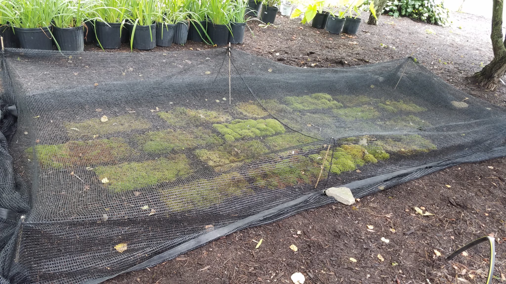 Magnificent Moss | Institute News