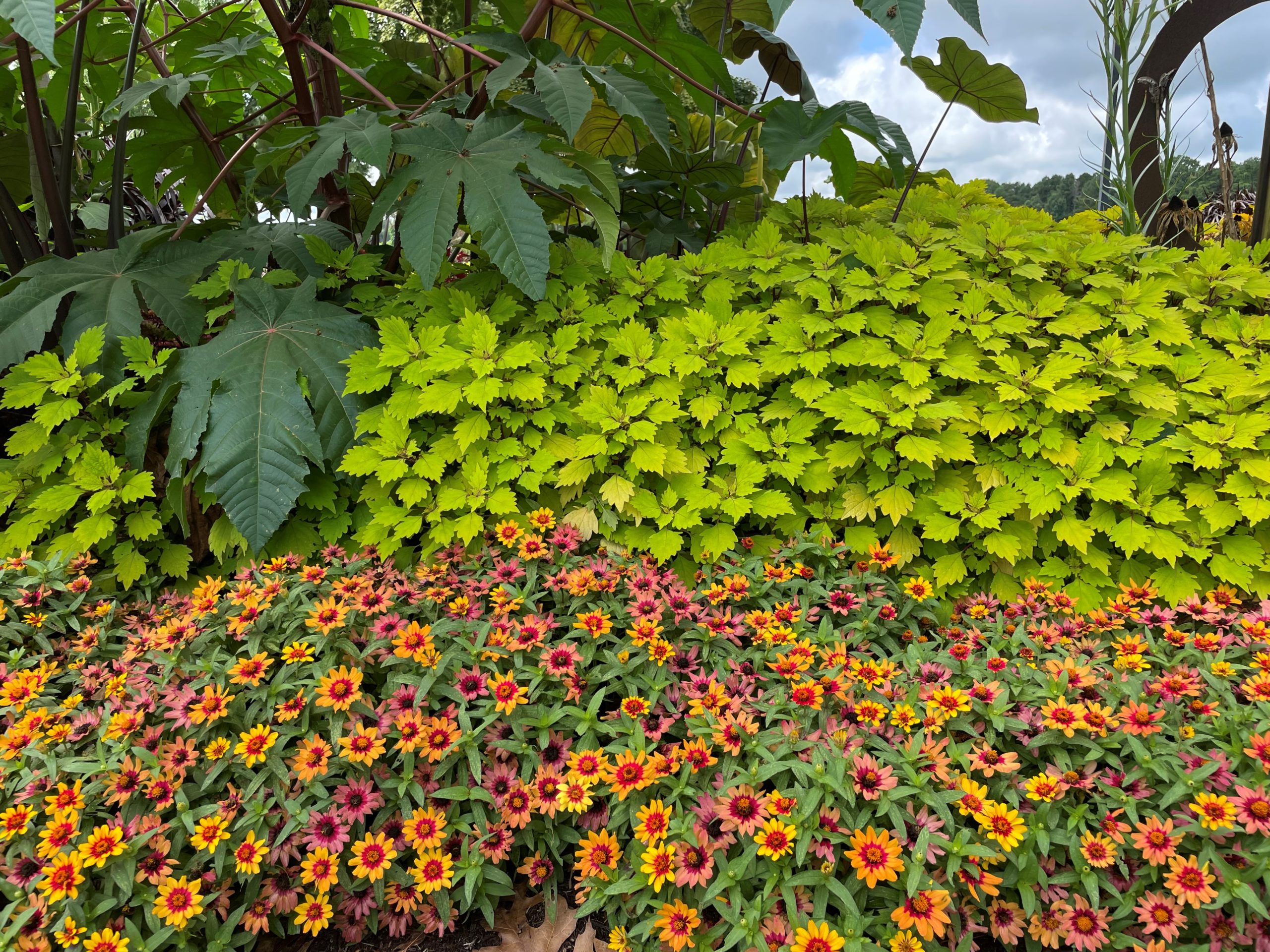 Zinnia Are Colorful Favorites! Featuring Profusion and Zahara Series ...