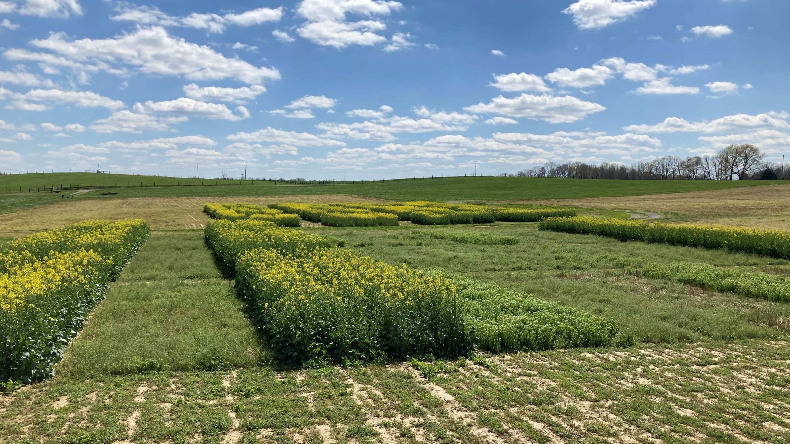 UTIA Scientists Receive $800,000 Grant to Further Research on Oilseed ...