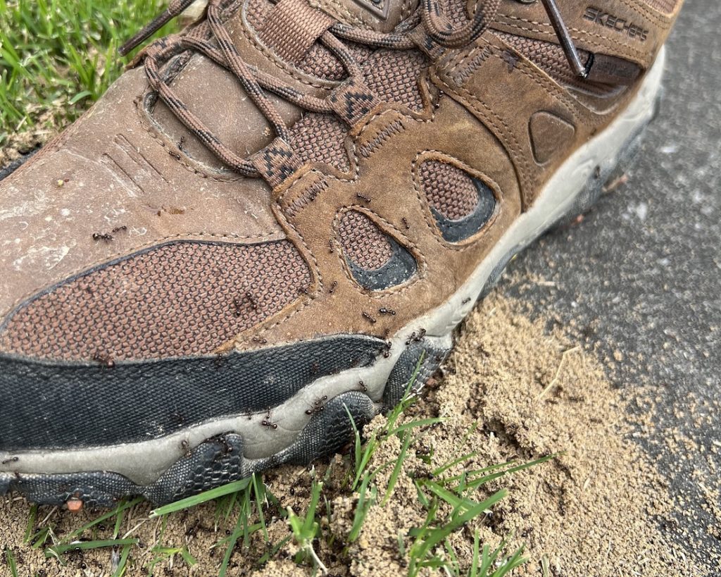 Fire Ant Colonies on the Rise in West Tennessee | Institute News