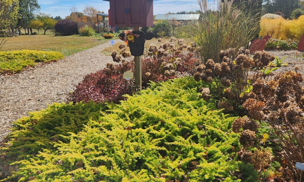 This Juniper Is a Golden Accent in the Garden | Institute News