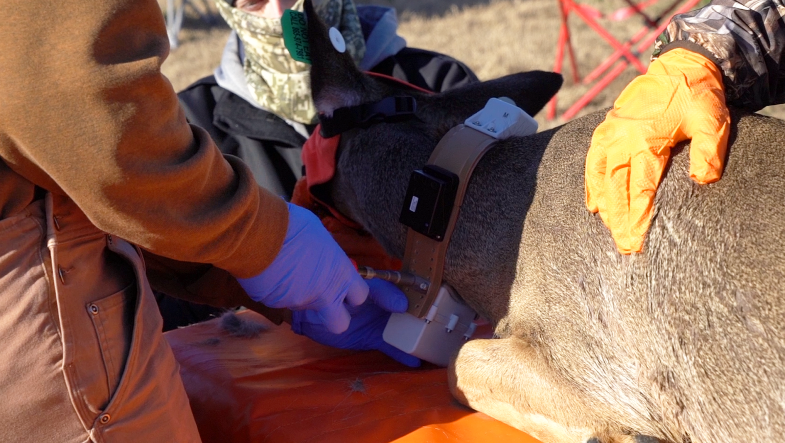 UTIA Researchers Study Disease Transmission Among White-Tailed Deer ...