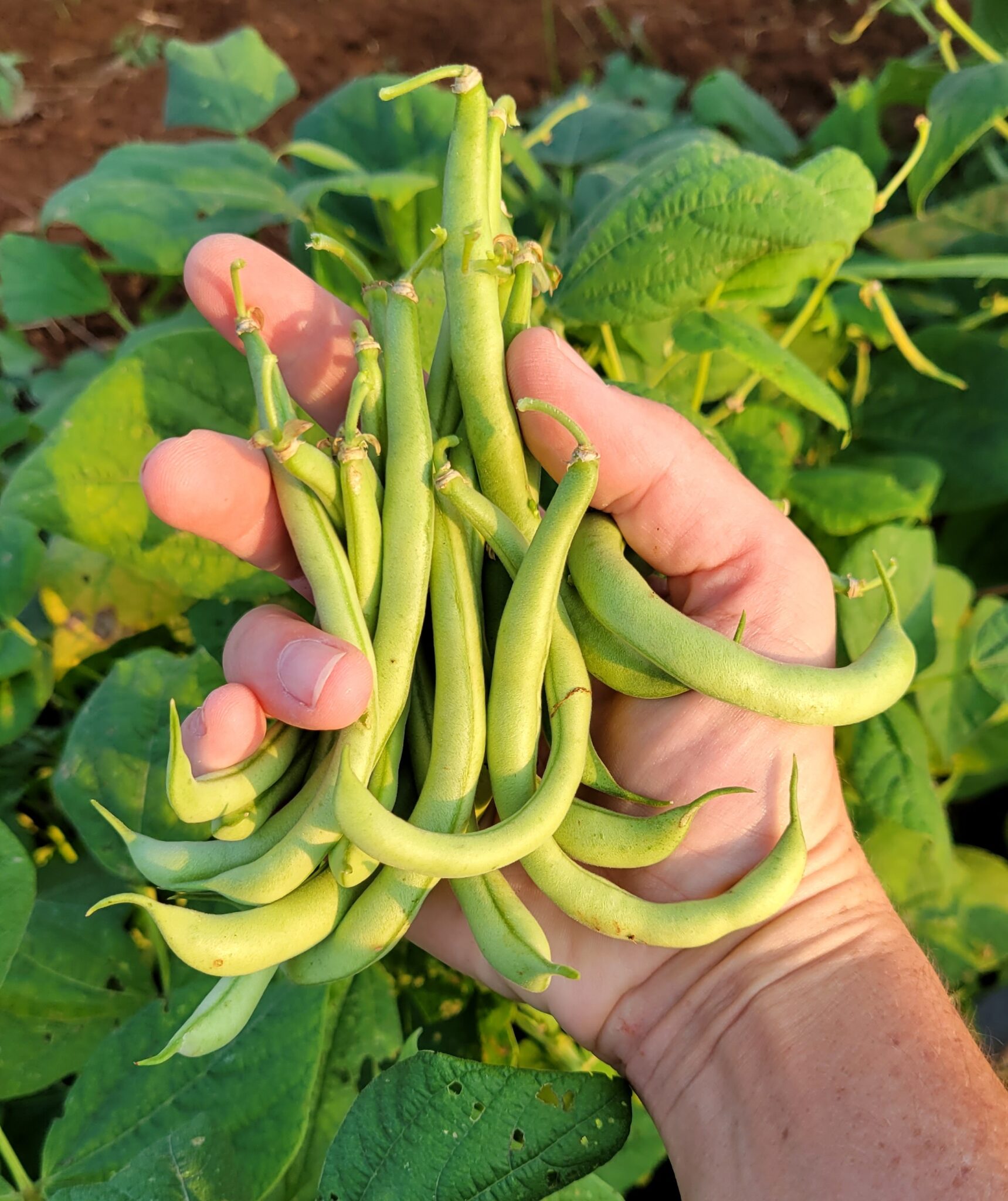 Tennessee Gardeners Test Plant Varieties in Home Gardens | Institute News